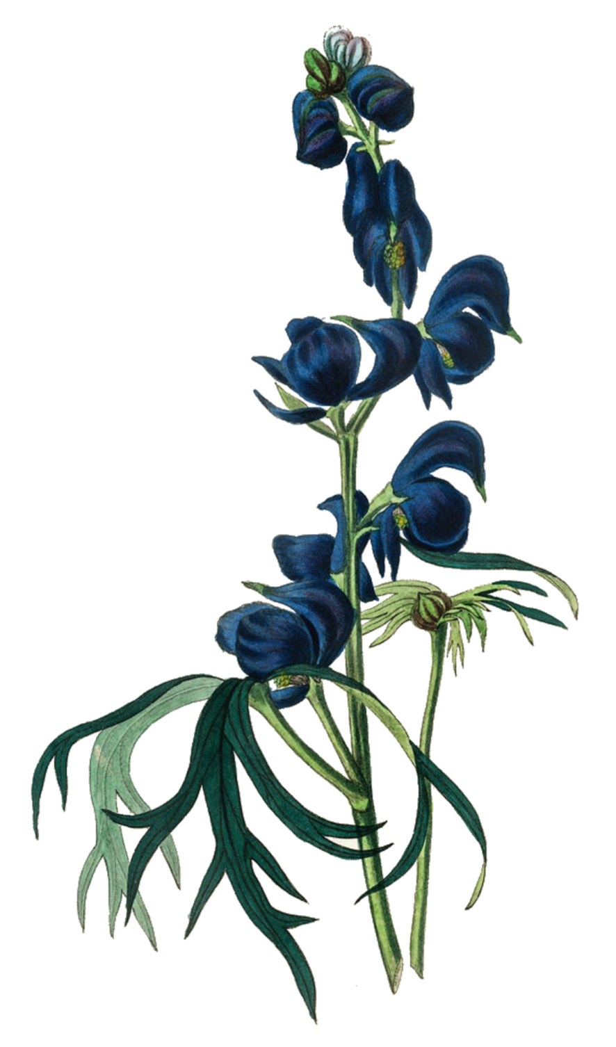 Homeopathy Courses for Beginners | Homeopathy Course